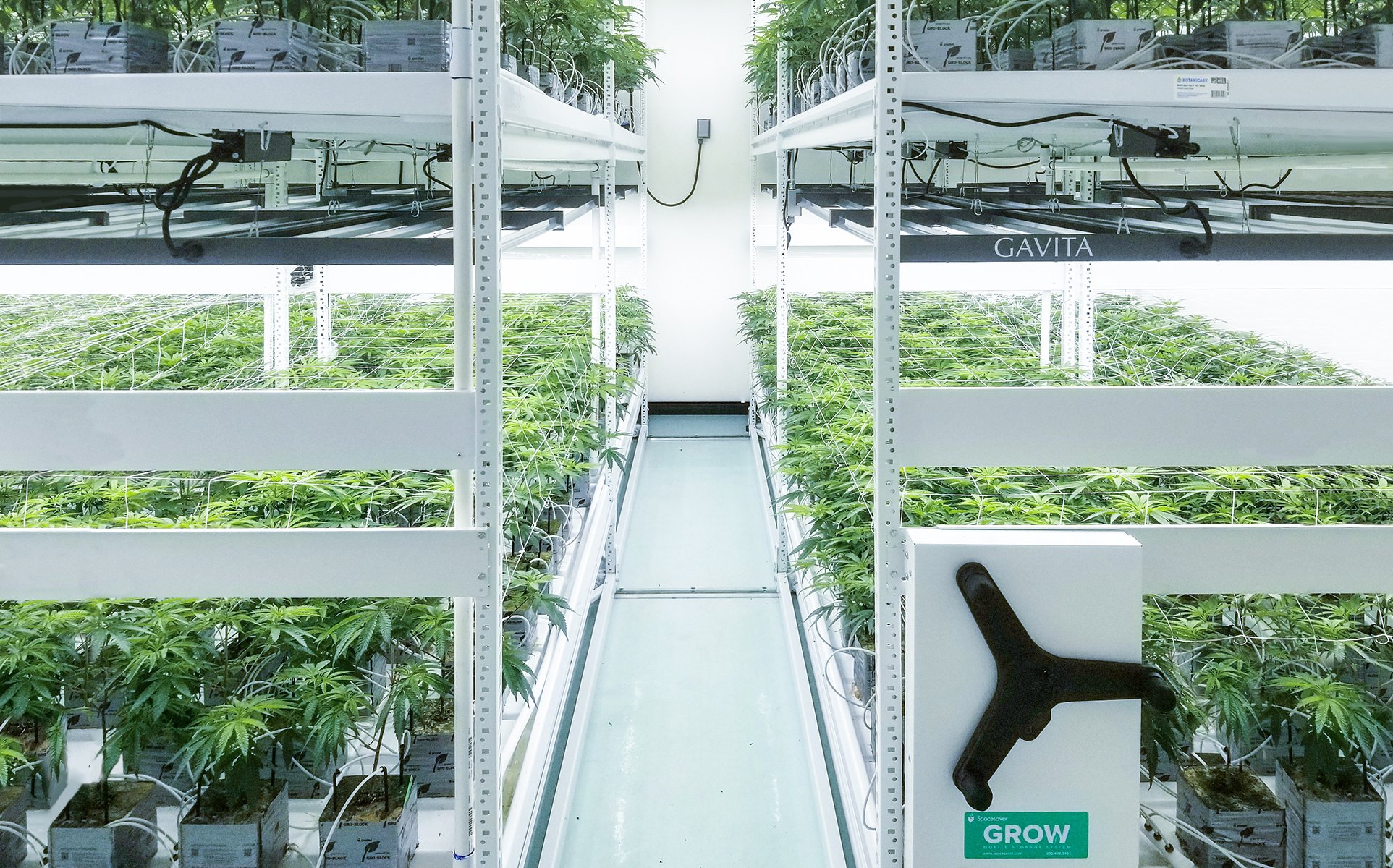 Scrogging | Scrog | Best Cannabis Trellising System 2023 | Green Tree ...