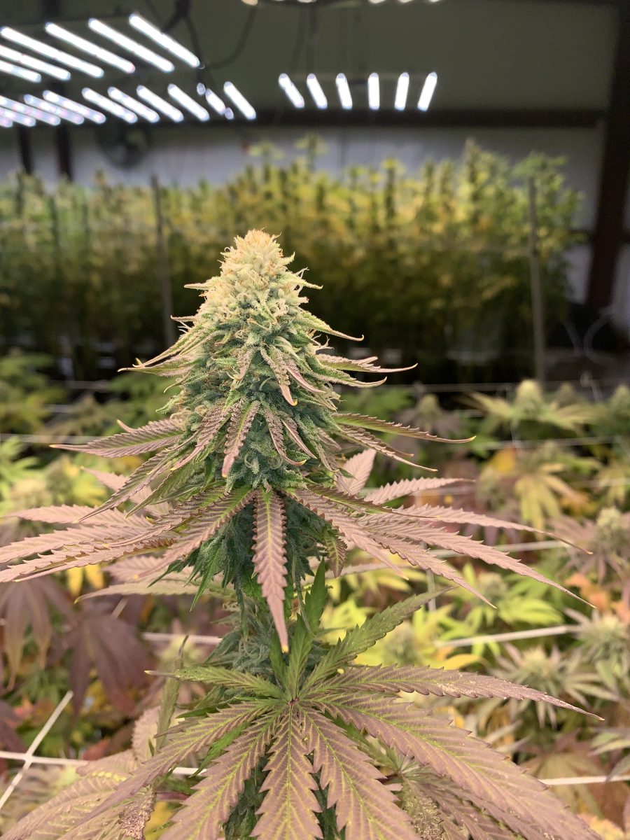 Green Tree Scrog, Moving Headquarters To Lumberton MS - Scrogging ...